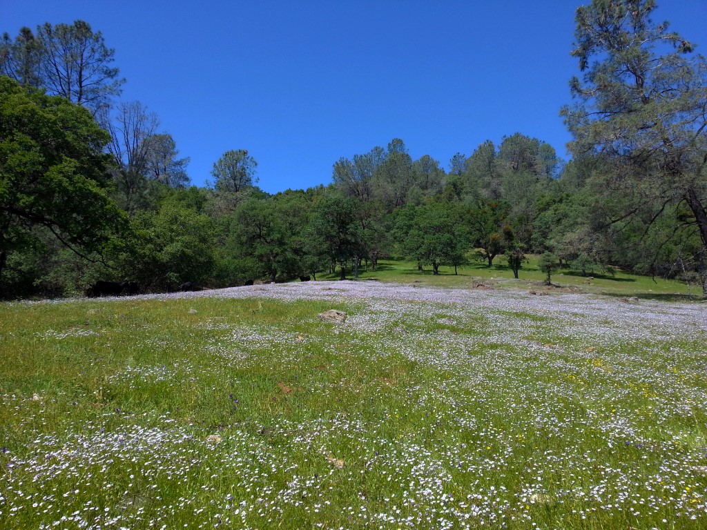 Harvego Bear River Preserve – Placer Land Trust