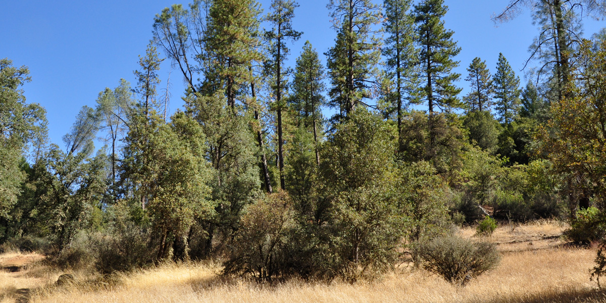Upper Pinecroft Preserve – Placer Land Trust