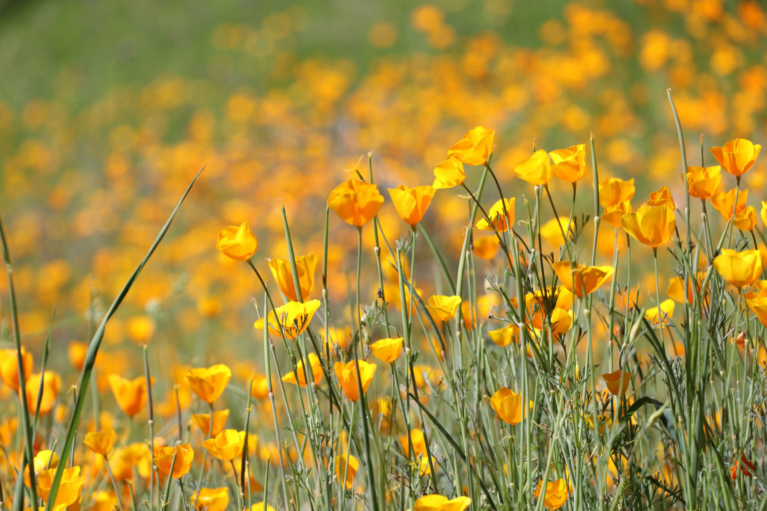 May 25 – Spring Wildflower Hike at Harvego Bear River Preserve – Placer ...