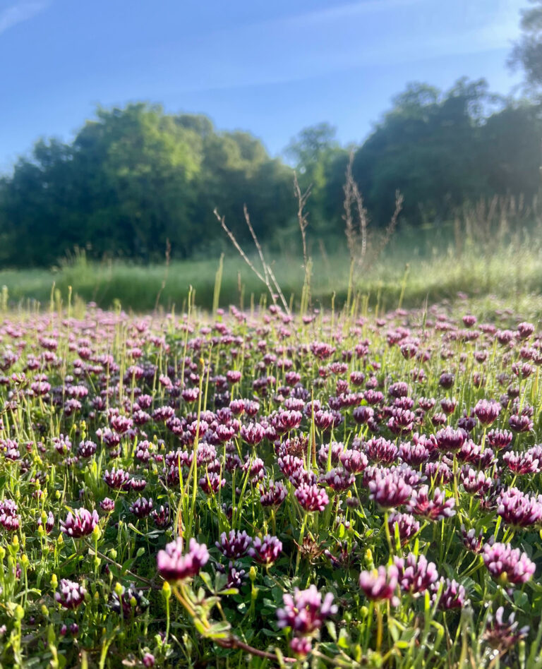 The 402-acre Heart of Clover Valley Is Now Protected Forever! – Placer ...