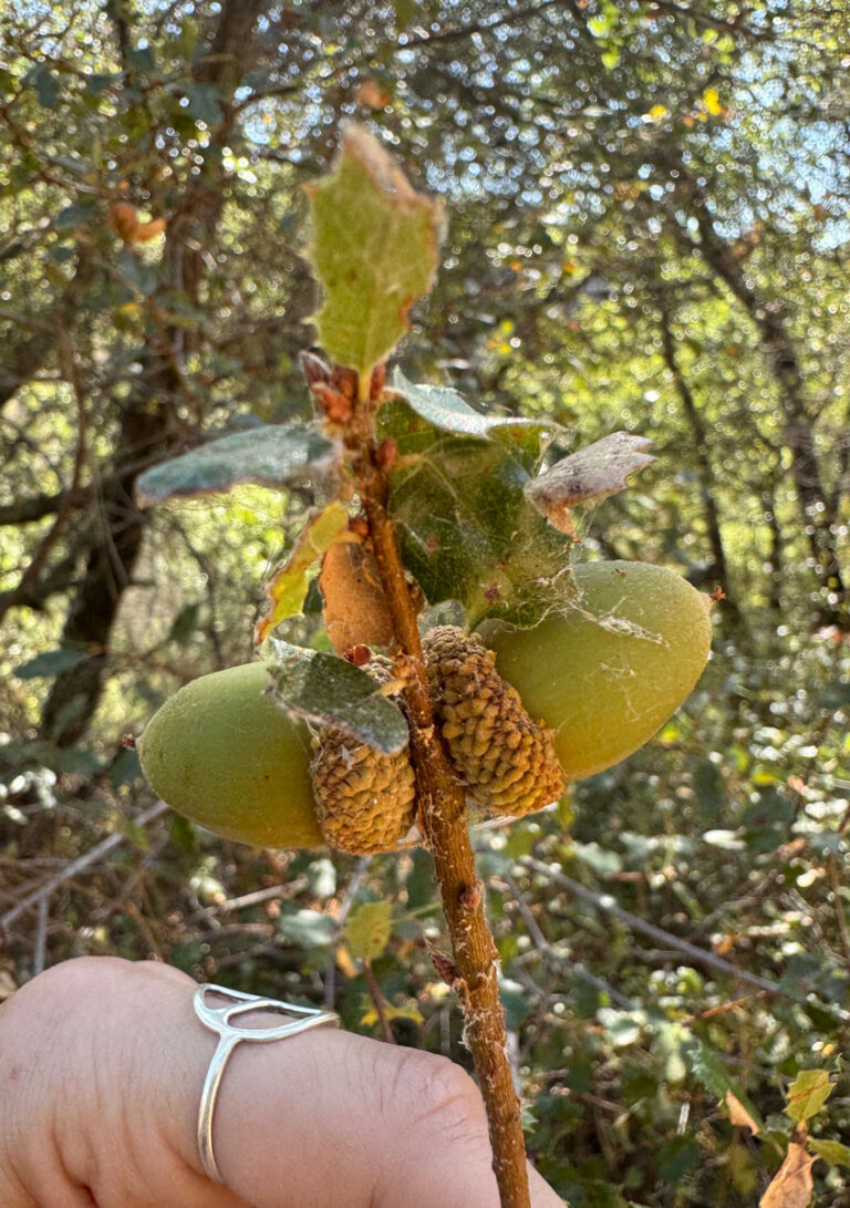 Science on the Preserves: Studying Shrub Oaks to Help California’s ...